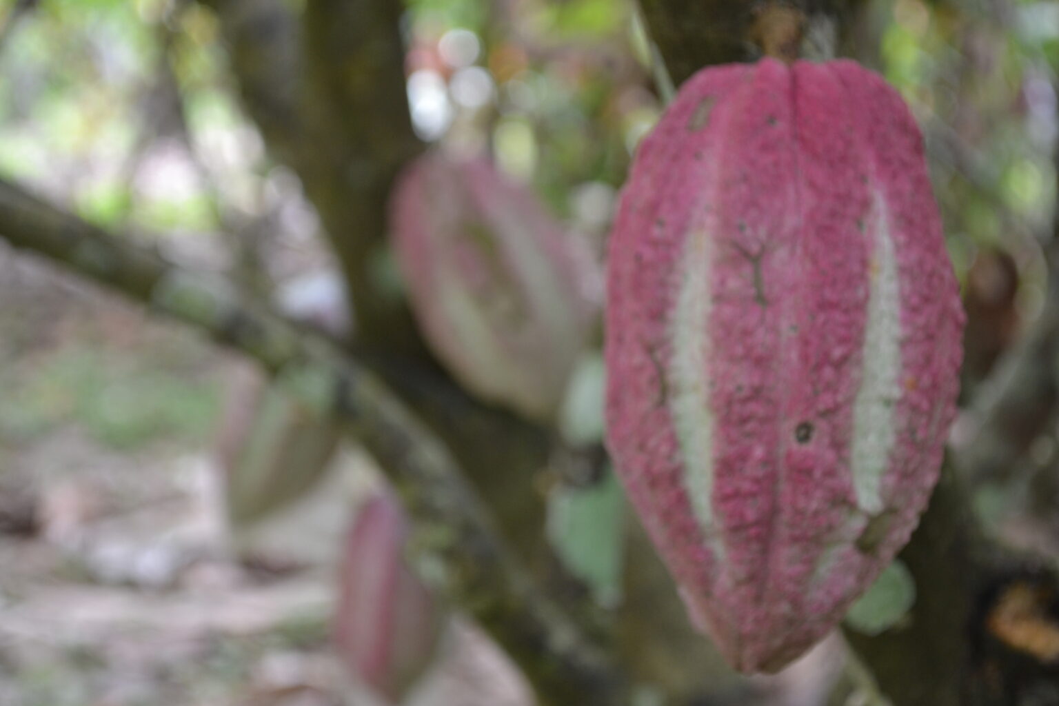 Provincial Cacao Suitability Map for Davao de Oro - Cacaomustahan.com