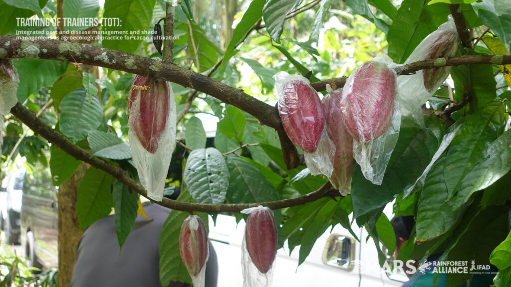 [PHOTO SET] Training of Trainers on Integrated Pest and Disease ...